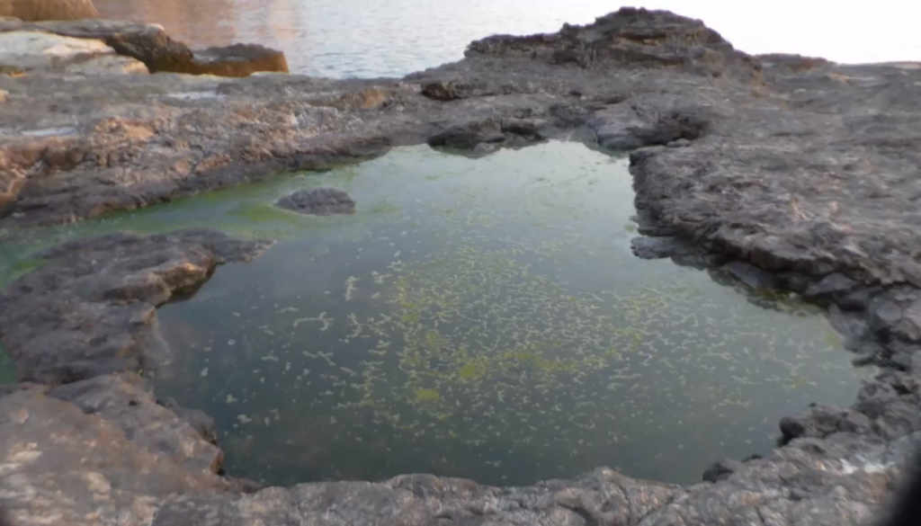 WATCH: Do you fancy a dip with these worms for company? - TVMnews.mt