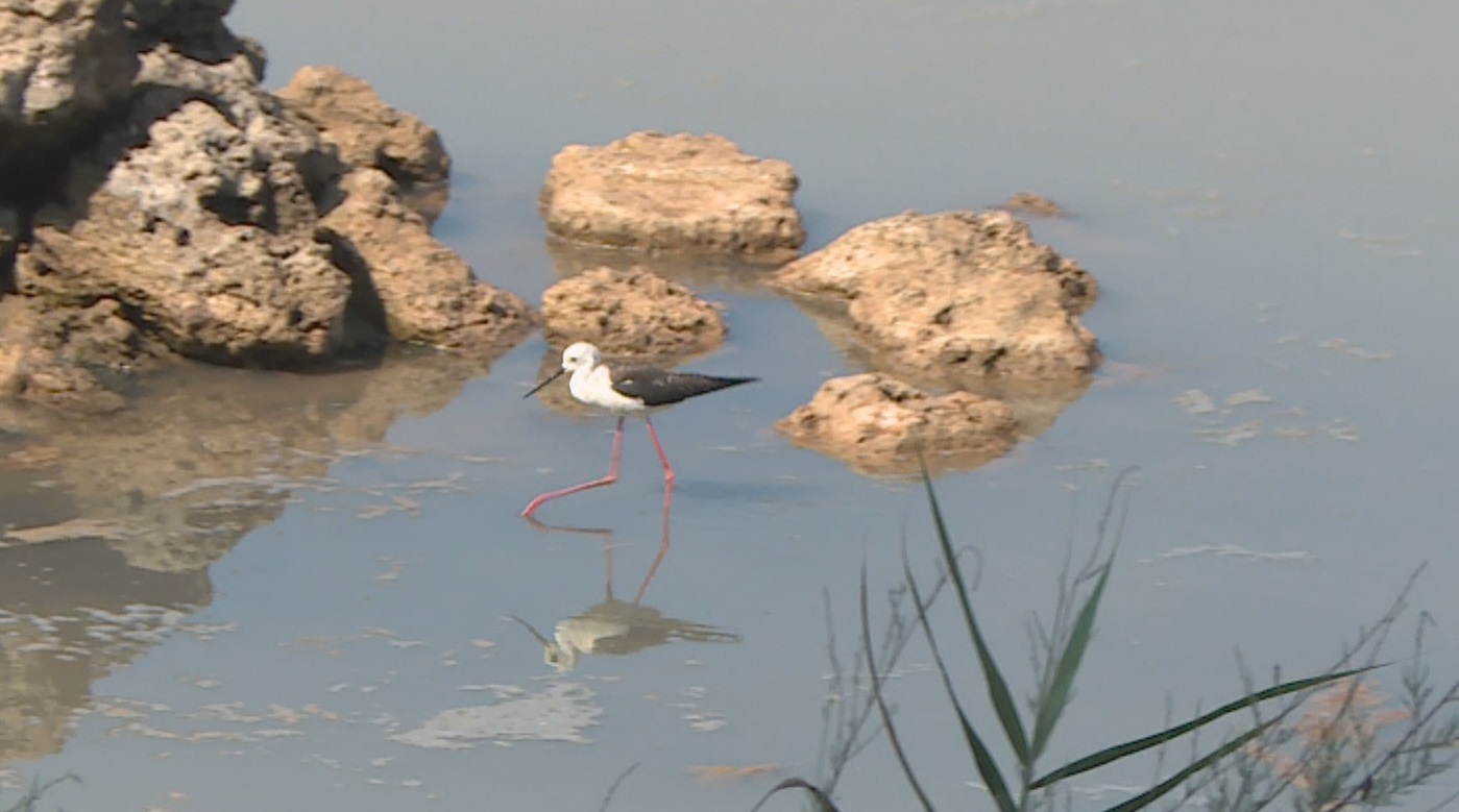 Eight chicks of black-winged stilts at Għadira natural reserve - TVMnews.mt