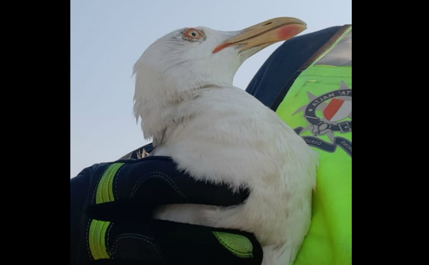 Traffic comes to a standstill as seagull is saved - TVMnews.mt