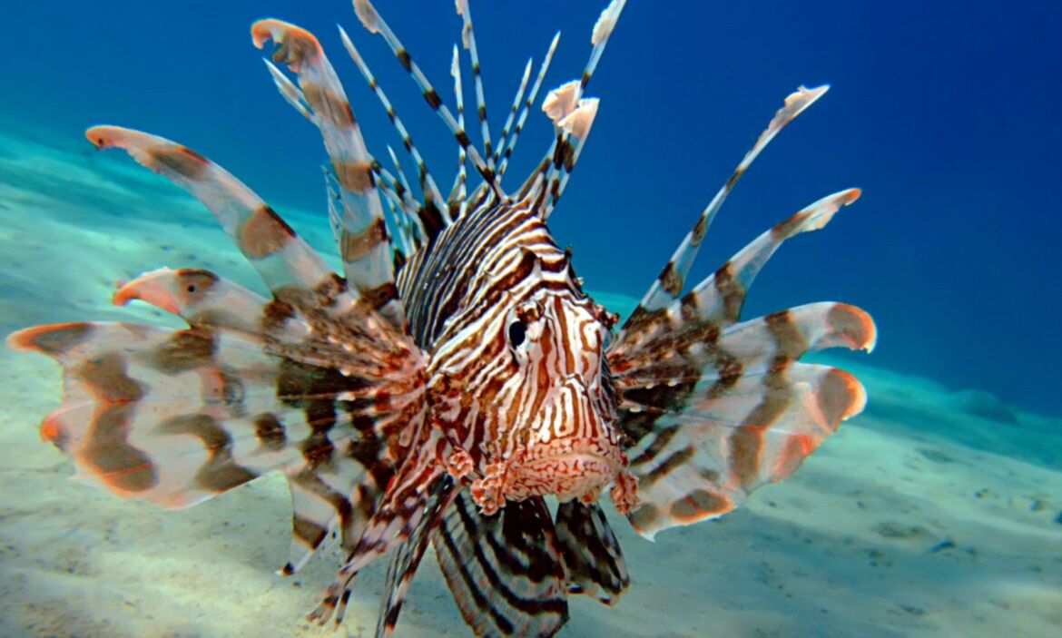 Reward for whoever catches this venomous fish in Maltese waters ...