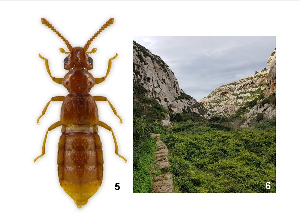 New species of beetle discovered in Malta - TVMnews.mt