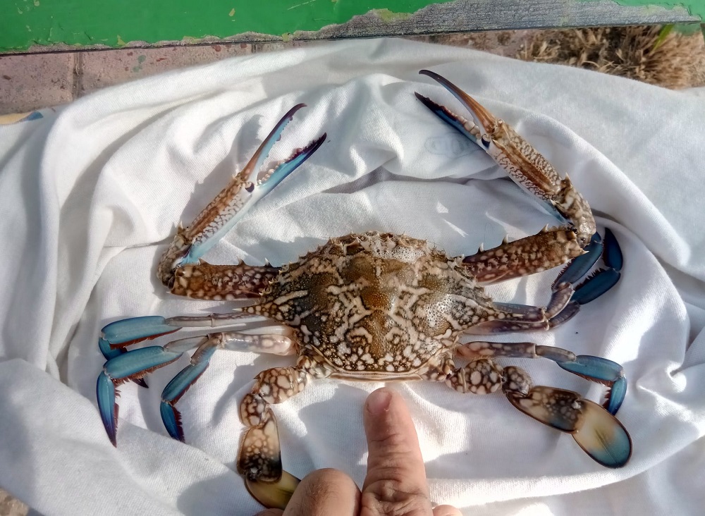 New species of crab in Maltese waters - a larger invasion than at first ...