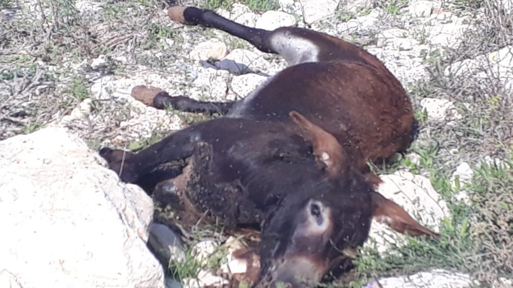 Dead foal left in valley for three days: Why wasn't it removed ...