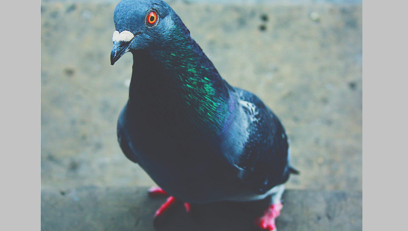 Why do we sometimes notice pigeons with missing toes? - TVMnews.mt