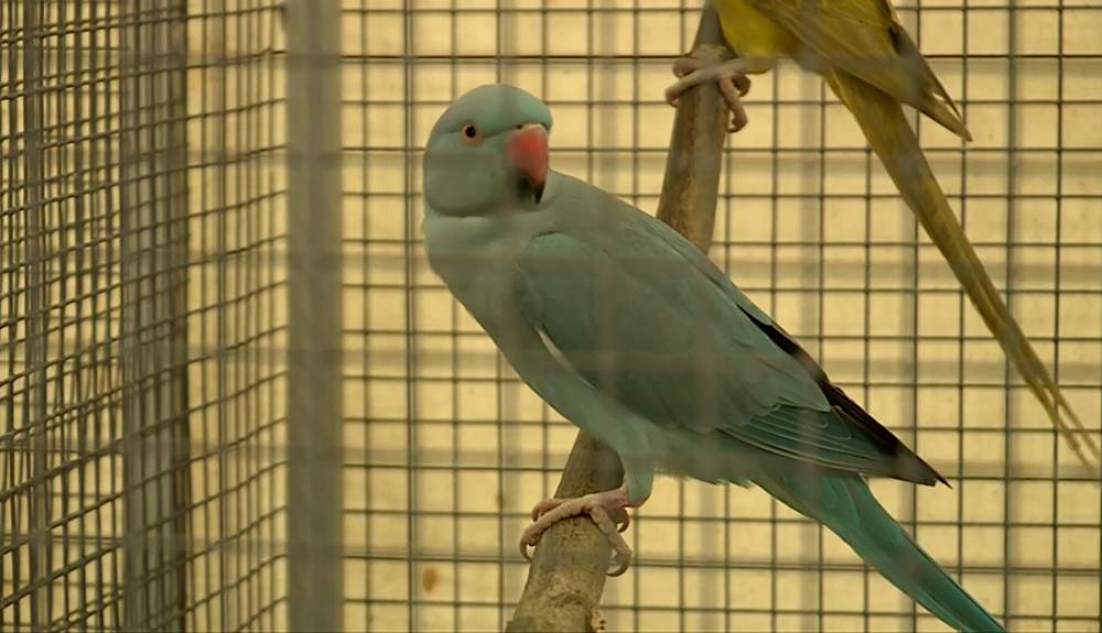WATCH: 2,000 birds on show at Ħal Kirkop college - TVMnews.mt