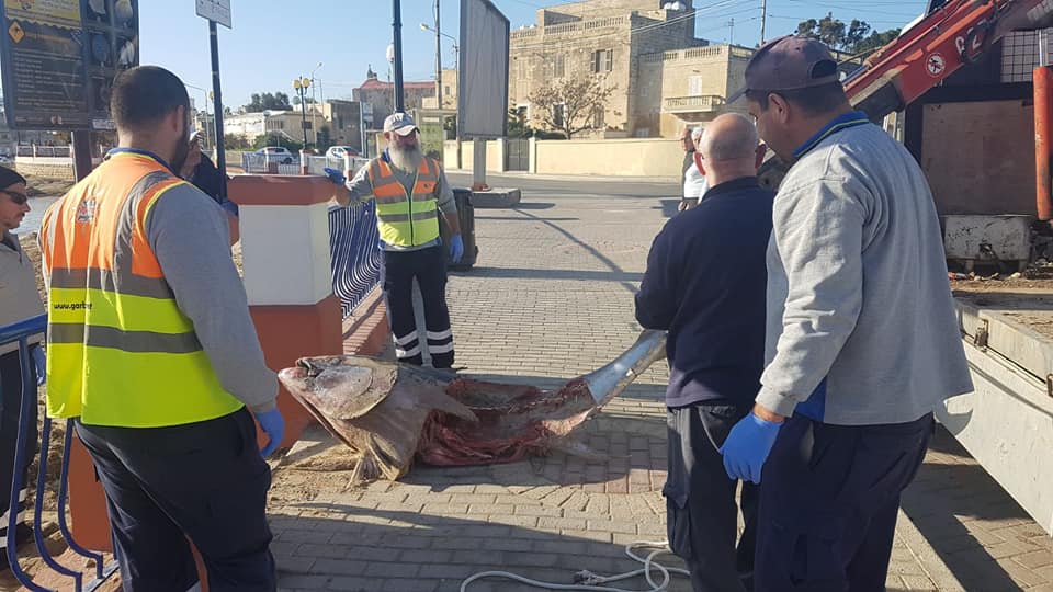 Look what the sea brought in at Birzebbugia... - TVMnews.mt
