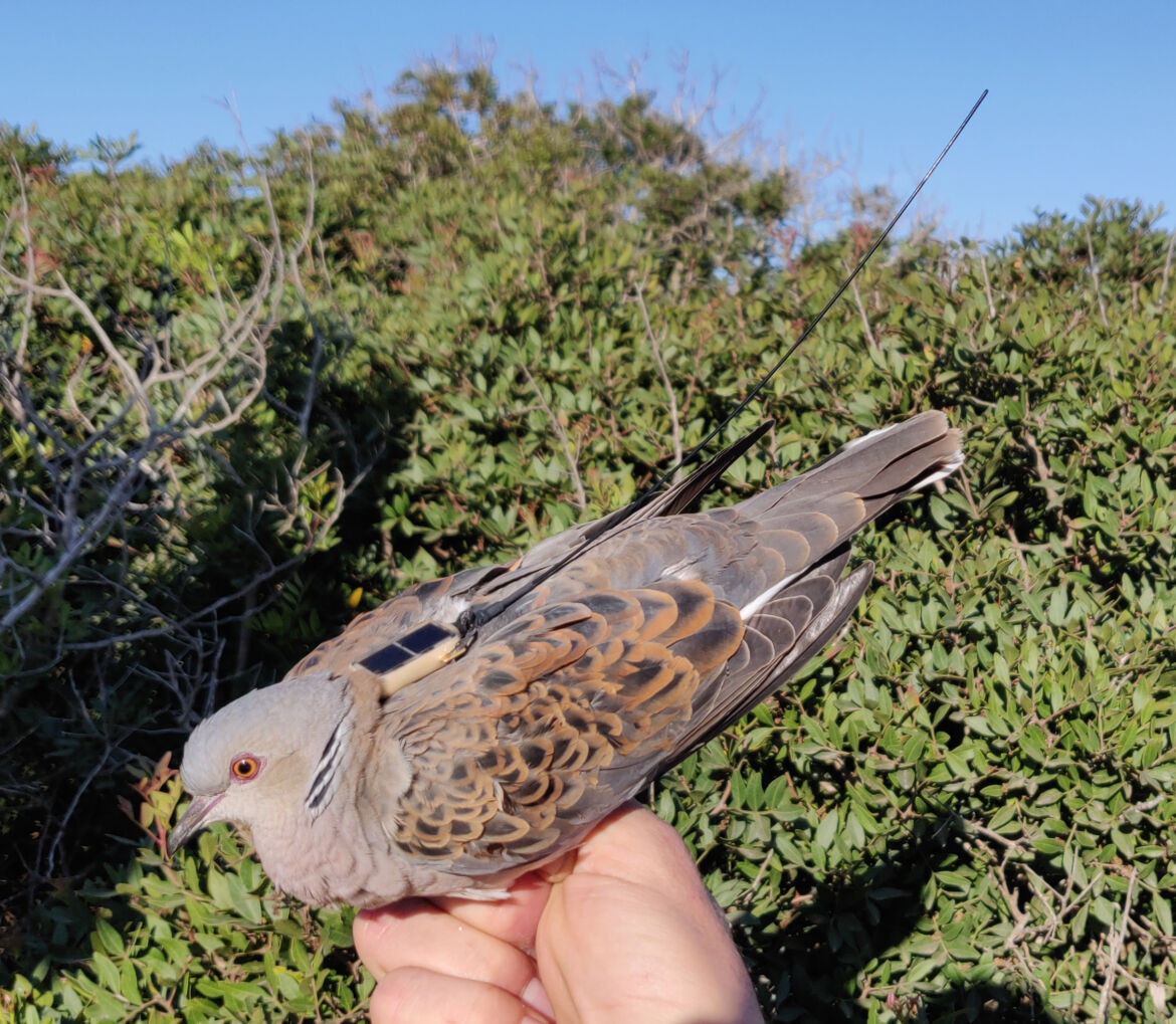 BirdLife Malta initiates research project on turtledoves migration ...