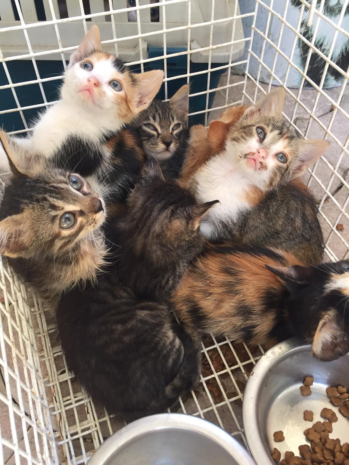 17 kittens abandoned right in front of cat sanctuary - TVMnews.mt