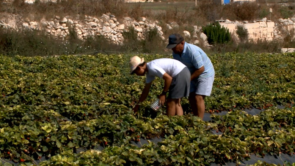 Għalfejn il-Malti qed jagħżel prodott ta’ barra flok ta’ Malta ...