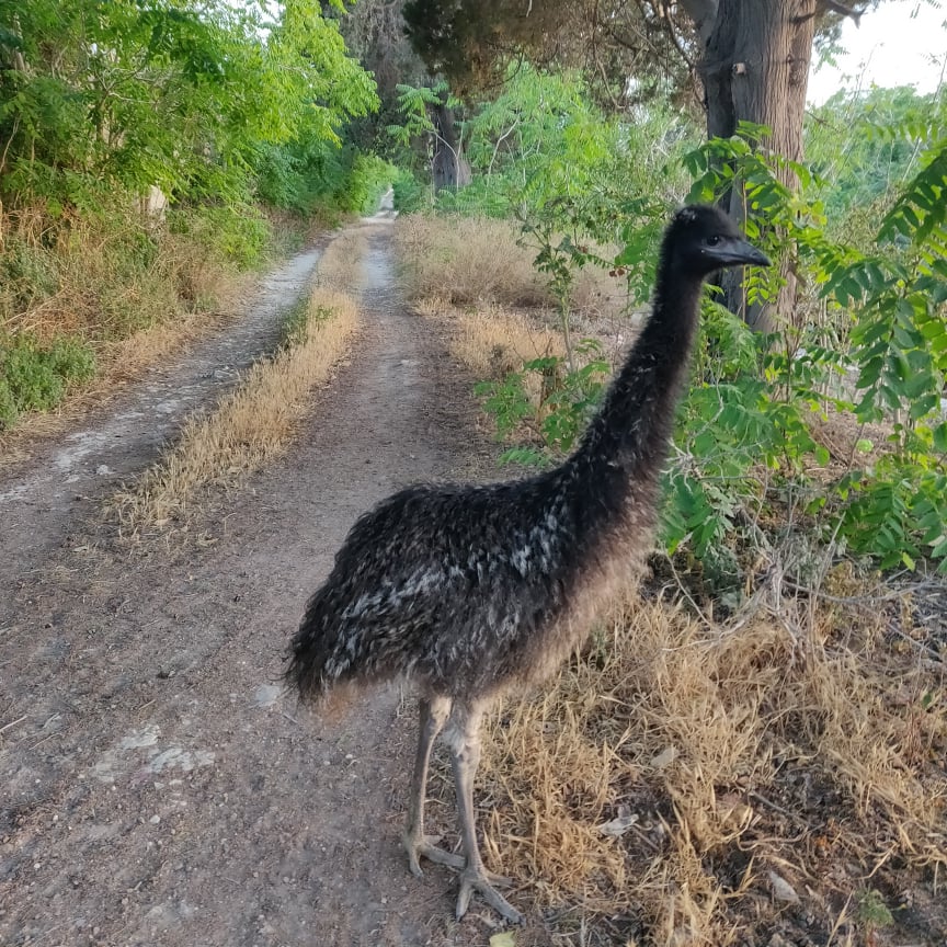 WATCH: An unusual race...between two children and an emu! - TVMnews.mt