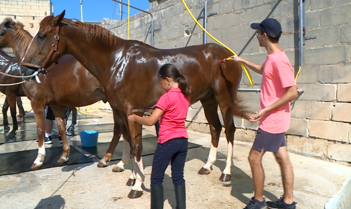ARA: Razzett abbandunat jinbidel f'dar għal żwiemel salvati mill-qatla ...