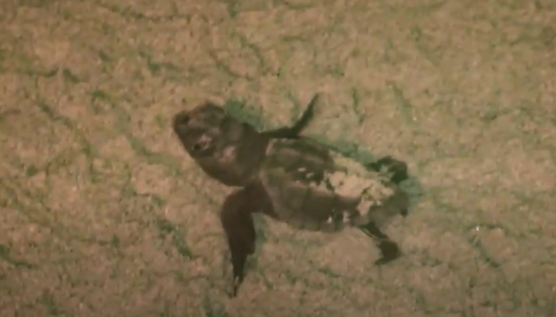 Ifaqqsu 11-il fekruna oħra fil-bajja tar-Ramla l-Ħamra - TVMnews.mt