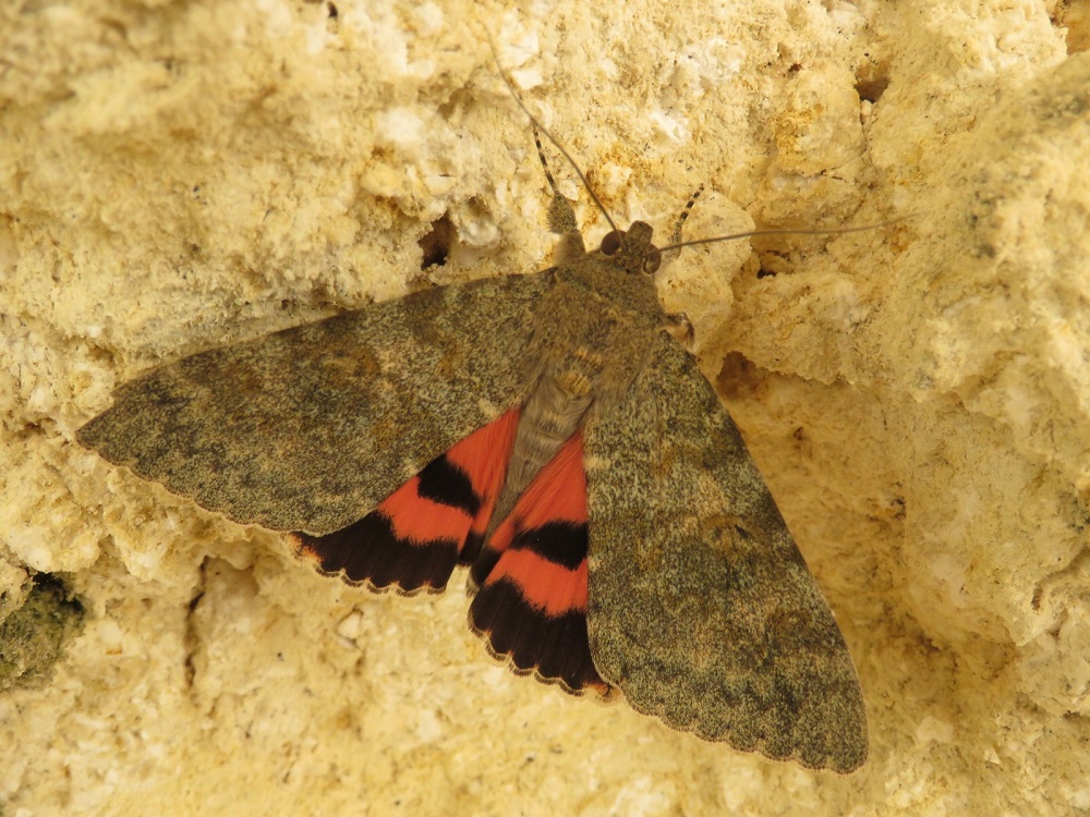 Nature Trust appeal to Maltese authorities to protect insects - TVMnews.mt