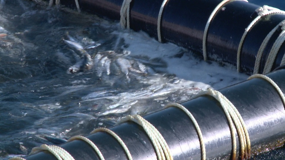 The commitment by operators in tuna industry to protect maritime ...