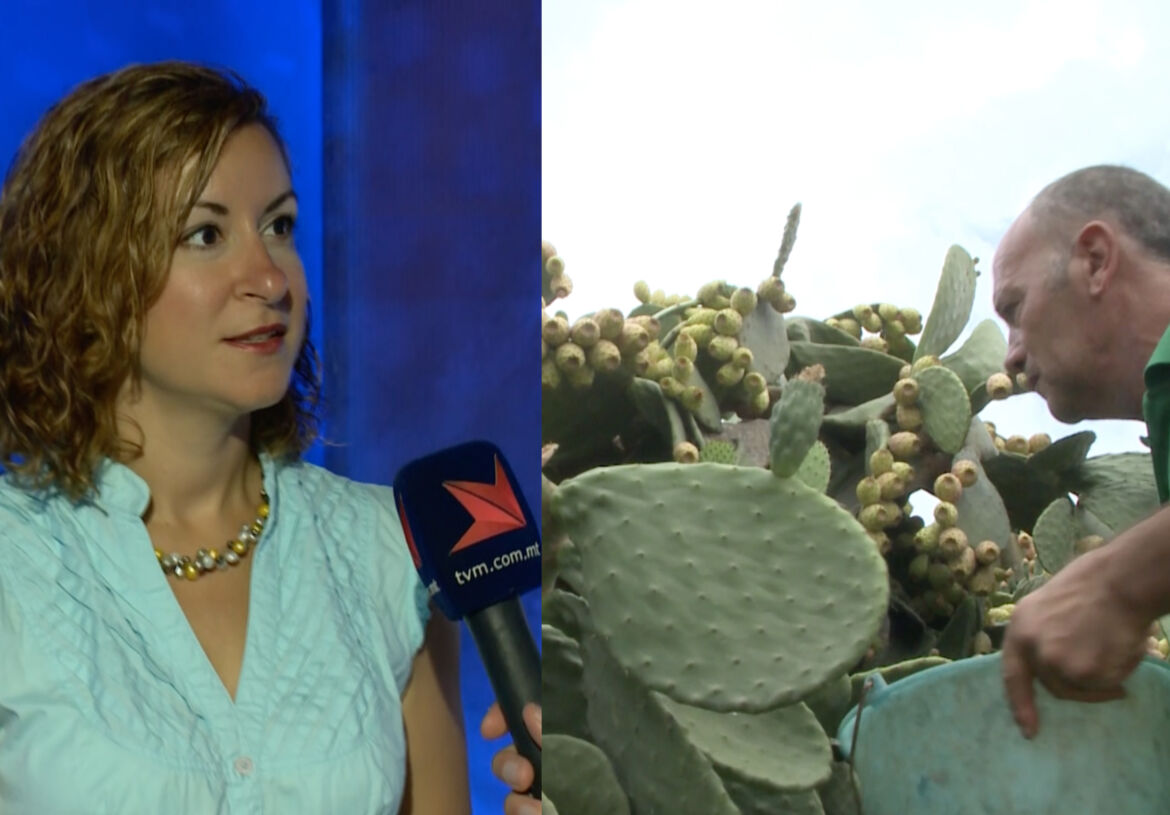 "Malli tagħmel ix-xita l-bajtar jispiċċa" - frotta xxewwek iżda ...