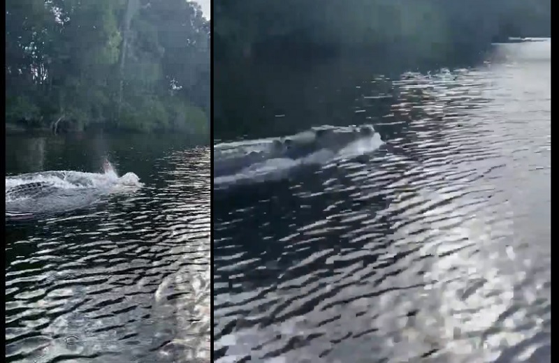 WATCH: Huge crocodile races speedboat in Australia - TVMnews.mt