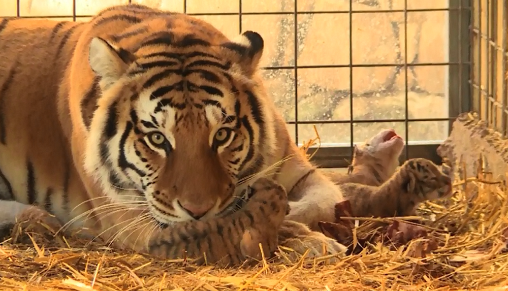 Visitors at a zoo will not be permitted to caress wild animals ...