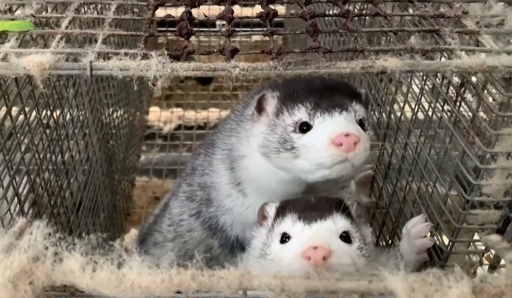 WATCH: Lockdown in Denmark brought about by minks - culling in progress ...