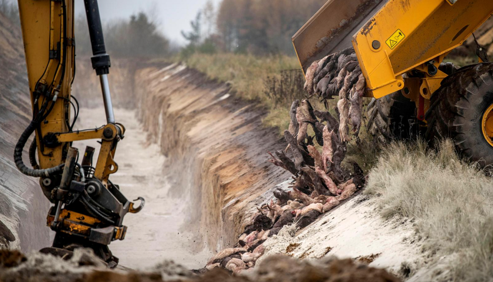 Millions of buried minks in Denmark may be removed due to their ...