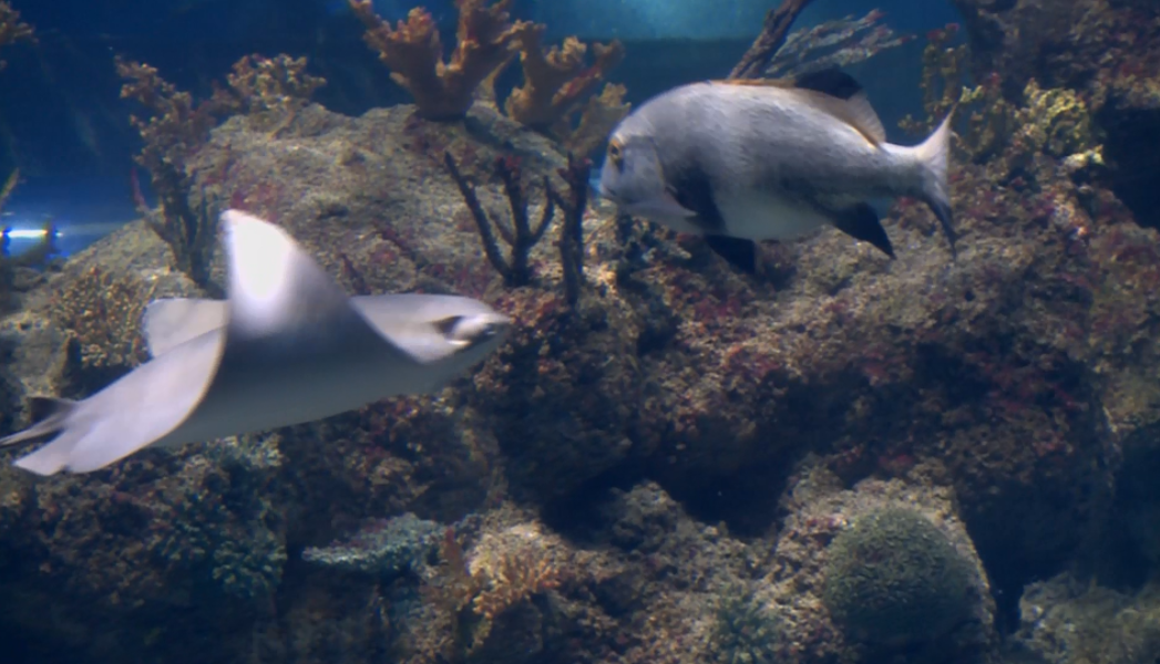 WATCH: How can you follow 'live' what goes on in Maltese waters ...