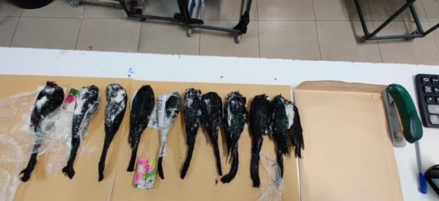 Package containing dead birds intercepted by Customs Officials - TVMnews.mt