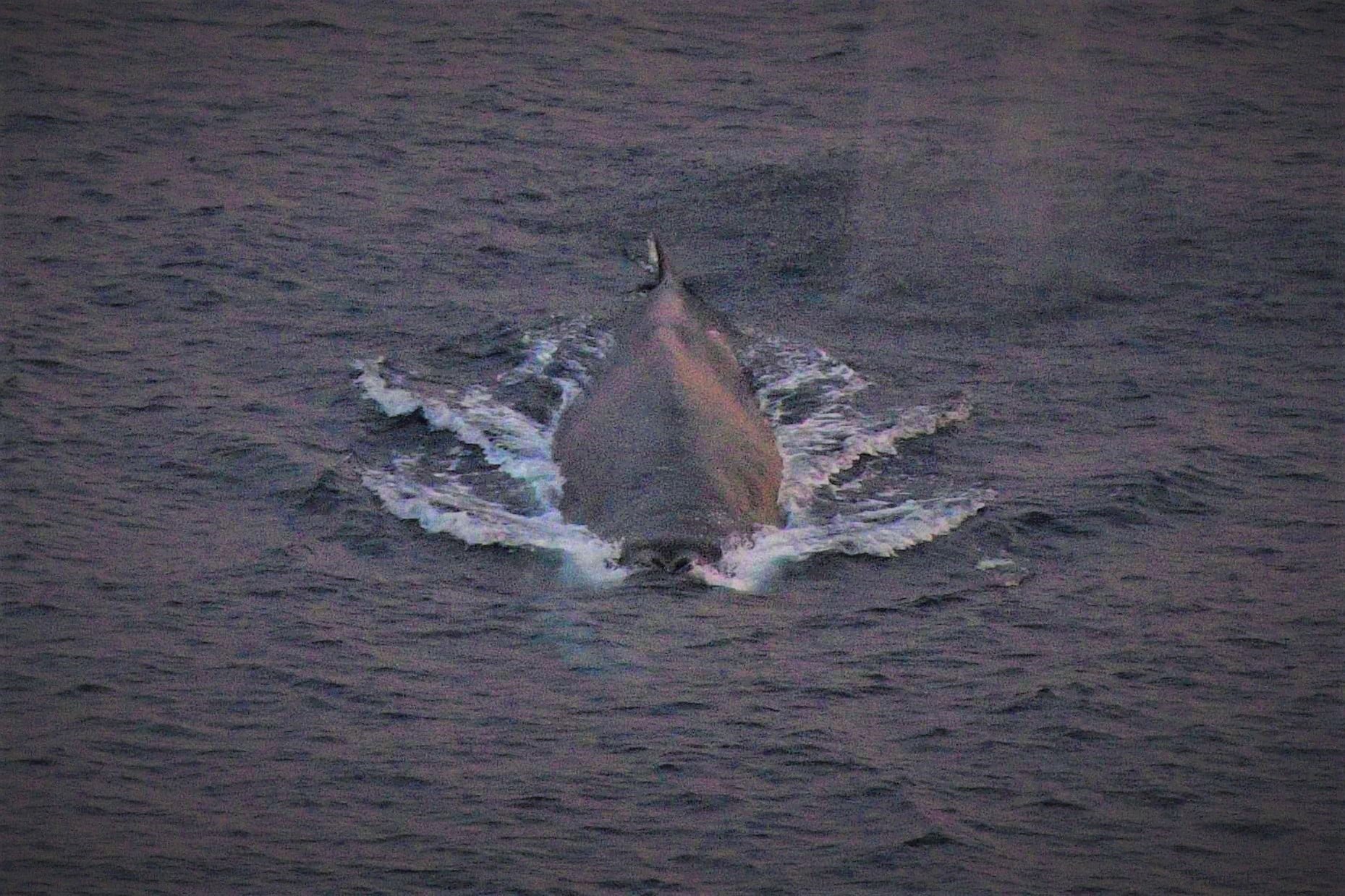 FILMAT: Tilmaħ balena minn Ta' Sanap f'Għawdex - TVMnews.mt