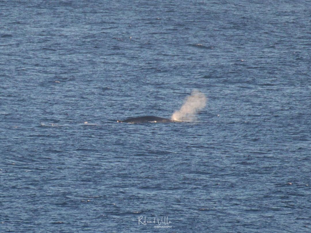 Jerġgħu jilmħu balena kbira oħra f’Ta’ Sanap Għawdex - TVMnews.mt