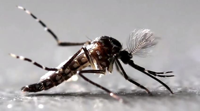 Watch: Genetically modified mosquito released in the USA - TVMnews.mt