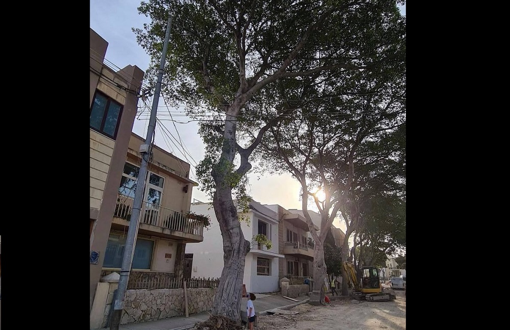Residents protest against chopping down of trees in Attard - ERA ...