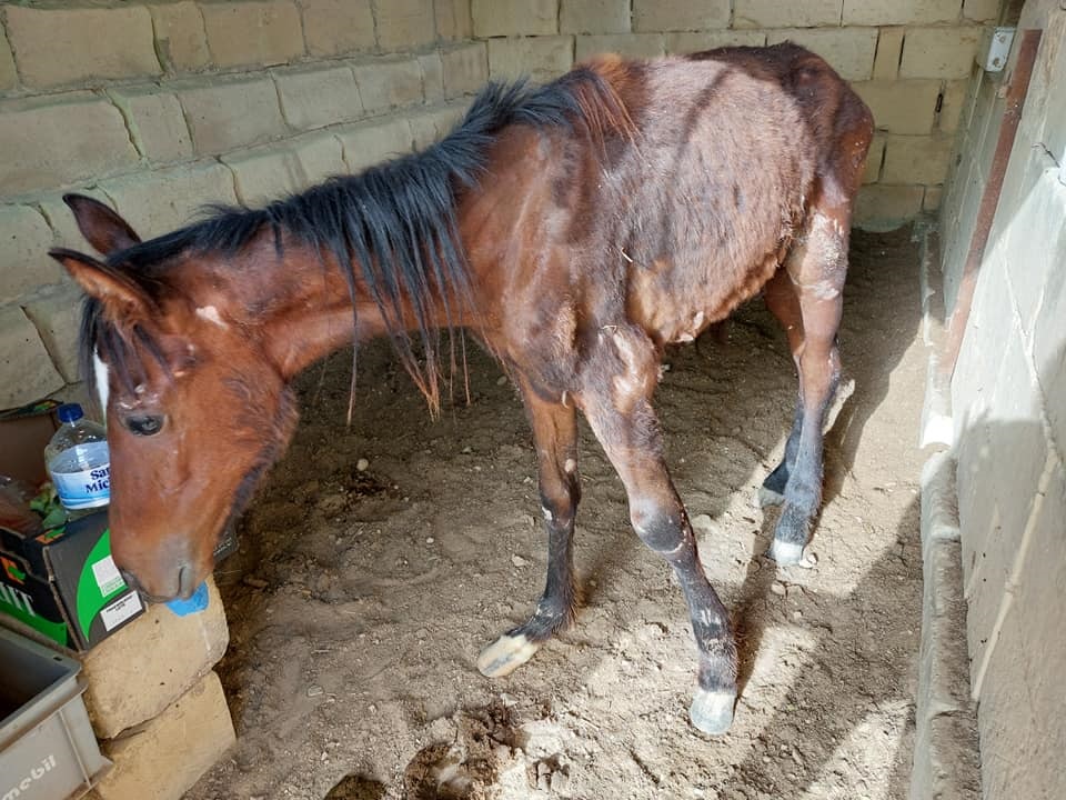Żiemel abbandunat jinstab għadma u ġilda - TVMnews.mt