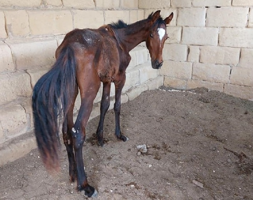Abandoned horse reduced to a bag of bones after not being fed - TVMnews.mt