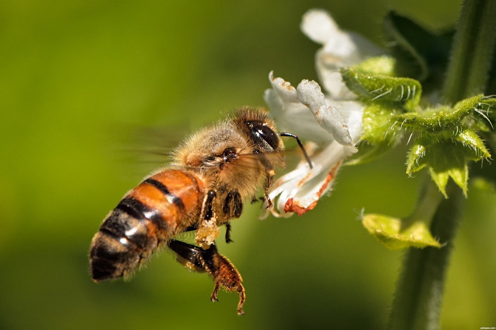 Exercise underway to increase pollinators in the Maltese ecosystem ...