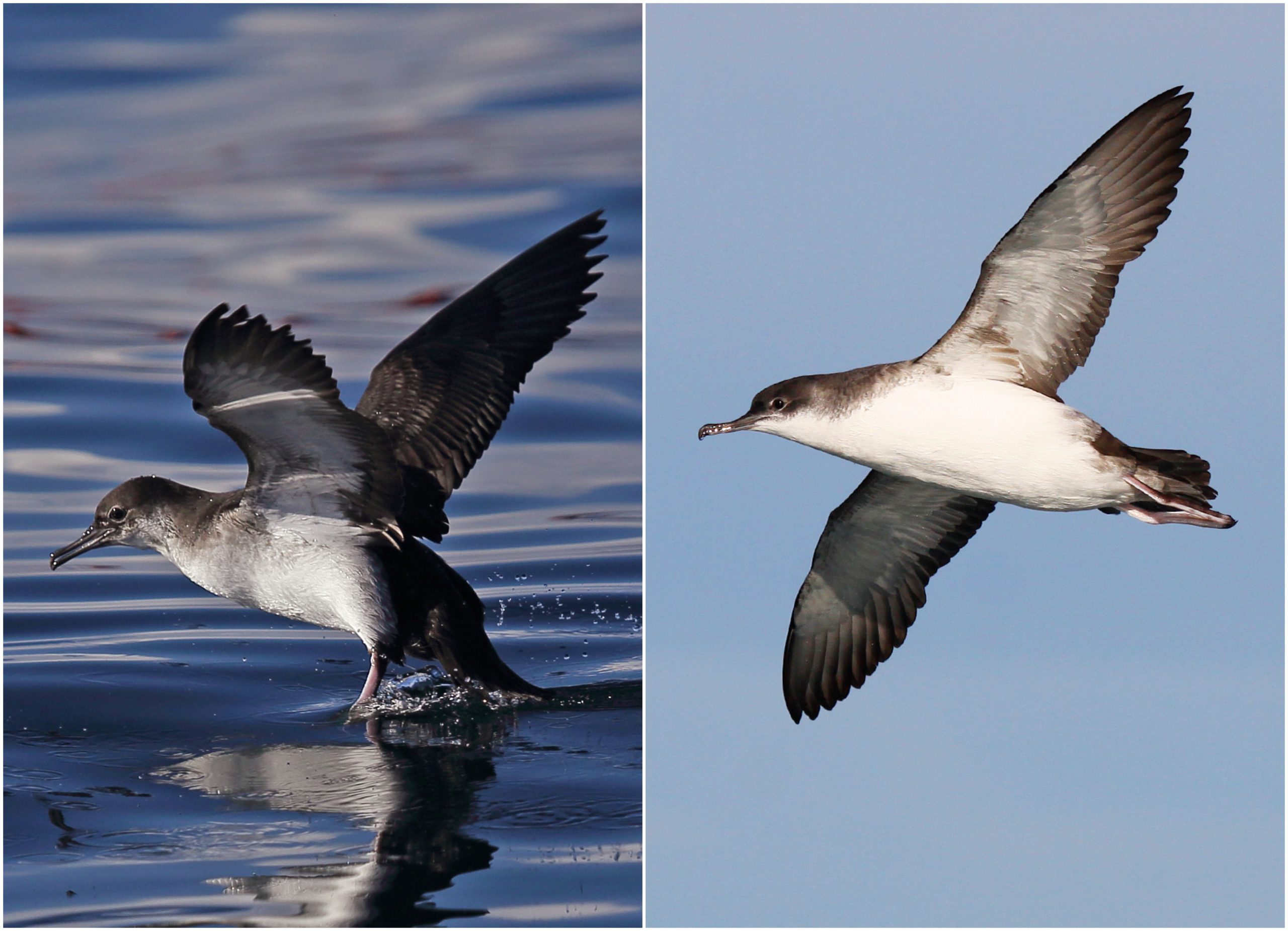 Study launched to protect two endangered Mediterranean bird species ...