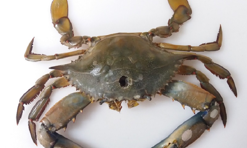 Alien crab found in Maltese waters for the first time - TVMnews.mt