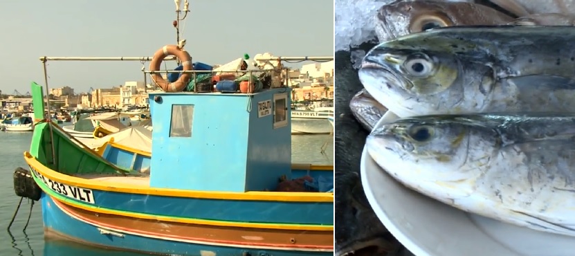 Three zones established for amateur lampuki fishermen - TVMnews.mt