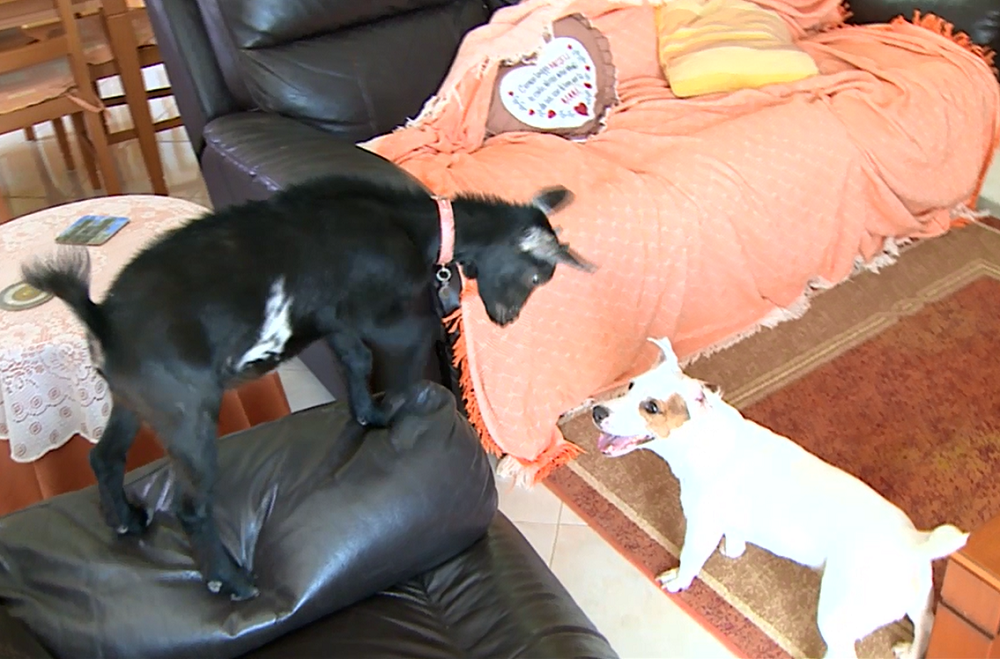 Meet the family who have a pet goat and a dog at home - TVMnews.mt