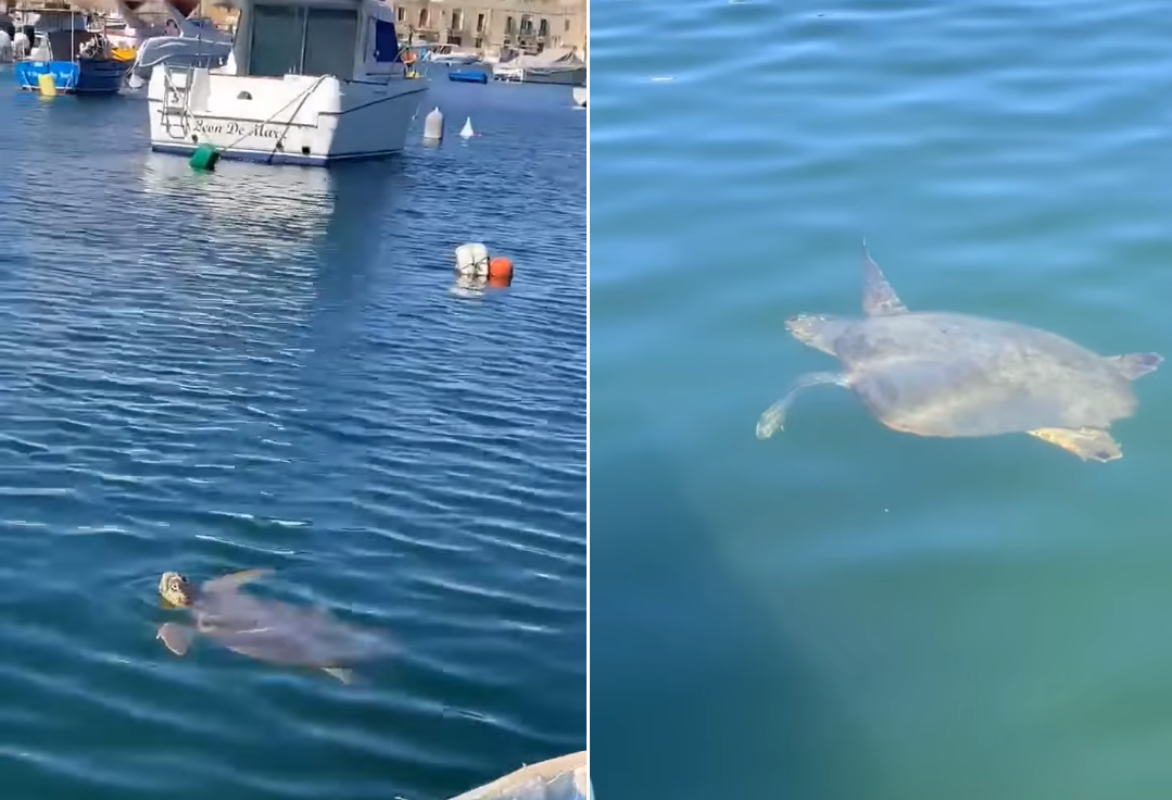 ARA: Diana ilha diversi jiem tħuf bejn id-dgħajjes f'Wied il-Għajn ...