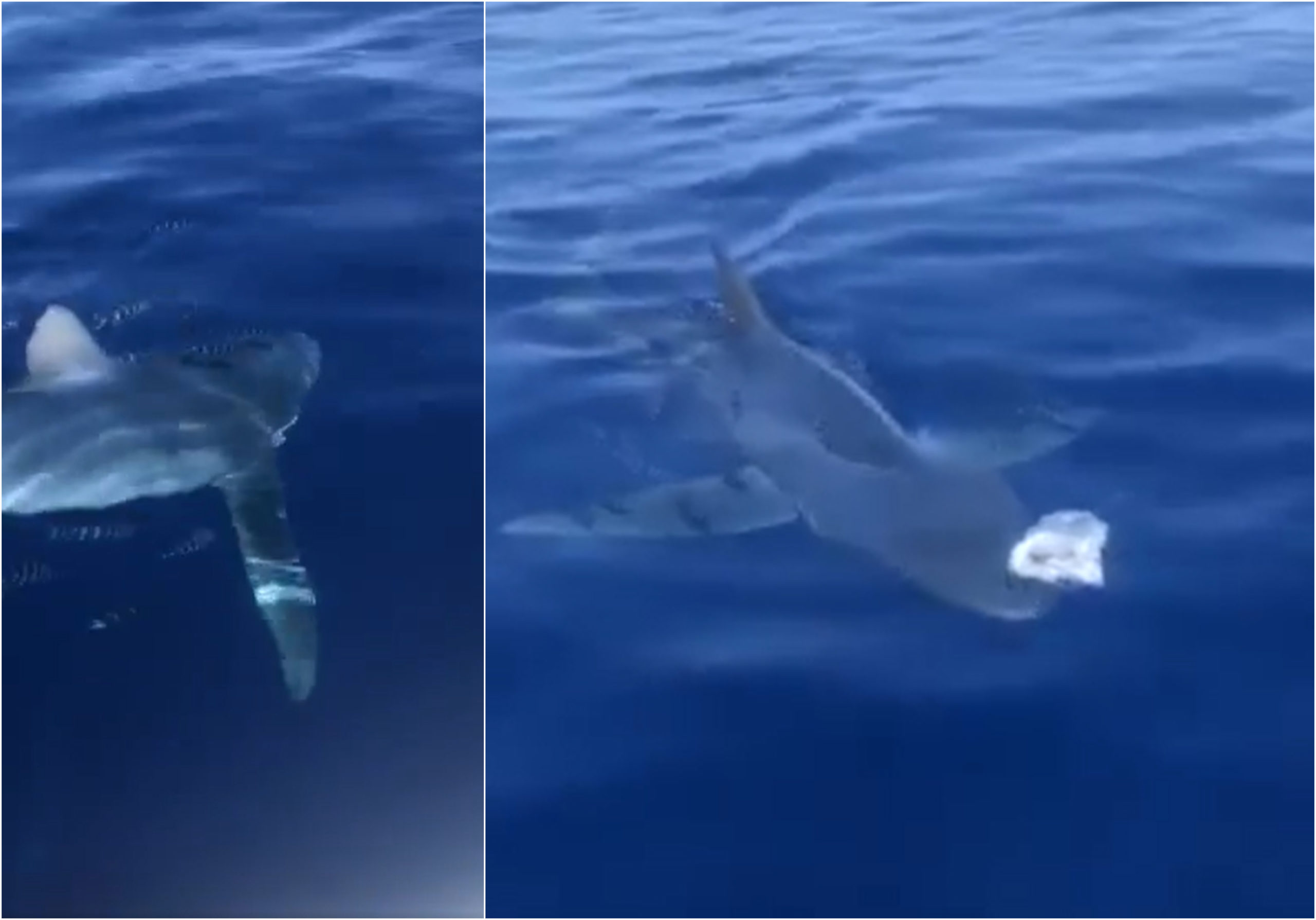 WATCH: Face to face with a shark near Filfla - TVMnews.mt