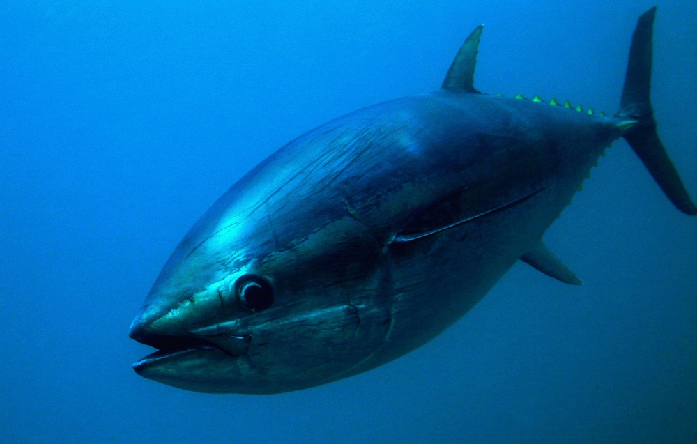 Is-sajjieda mħassbin dwar il-prezz tat-tonn - TVMnews.mt