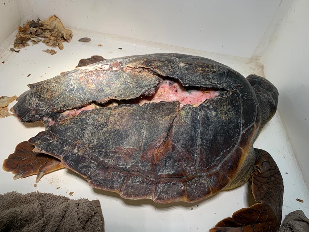 Turtle operated for severe back injury after being hit by a propeller ...