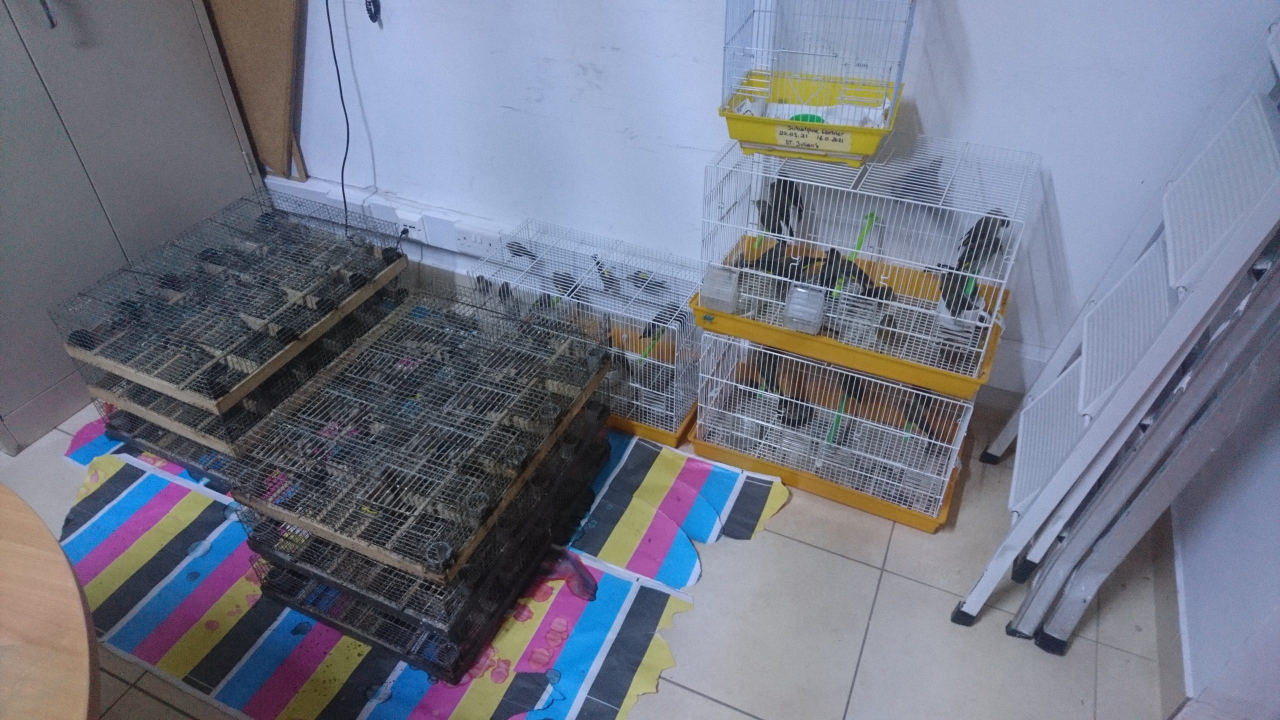 Watch: About 300 songbirds confiscated in Gozo - BirdLife - TVMnews.mt