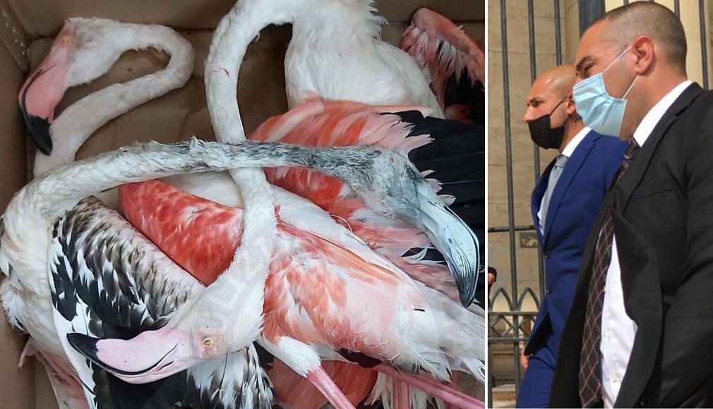 Youth jailed for one year after killing four flamingos - TVMnews.mt