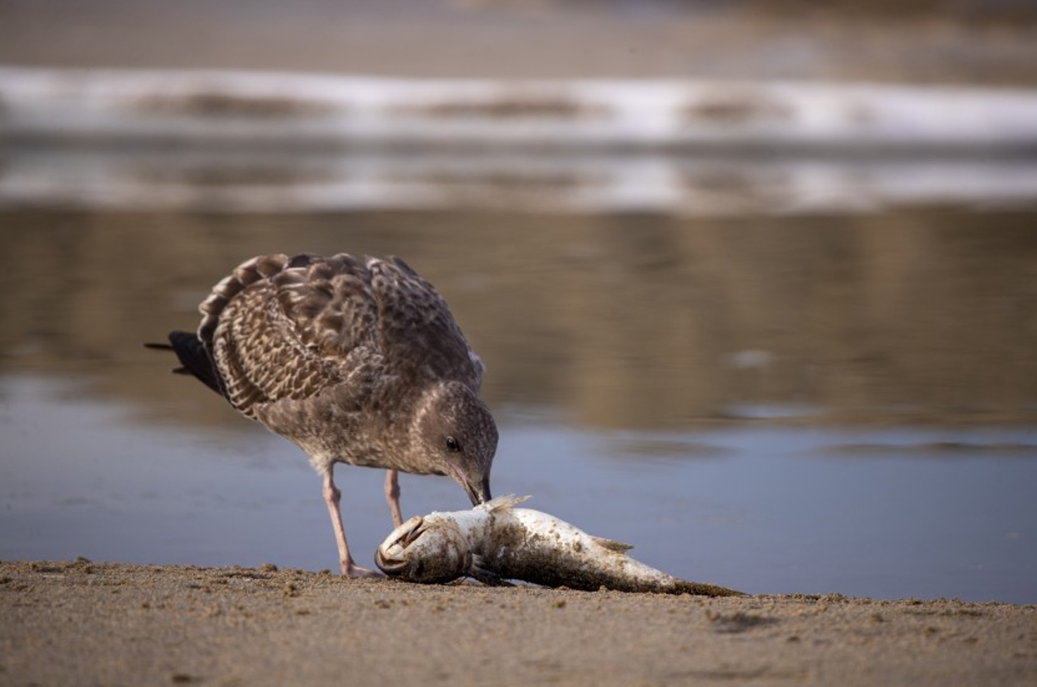 Mijiet ta' ħut u għasafar mejta wara li nofs miljun litru żejt spiċċa ...