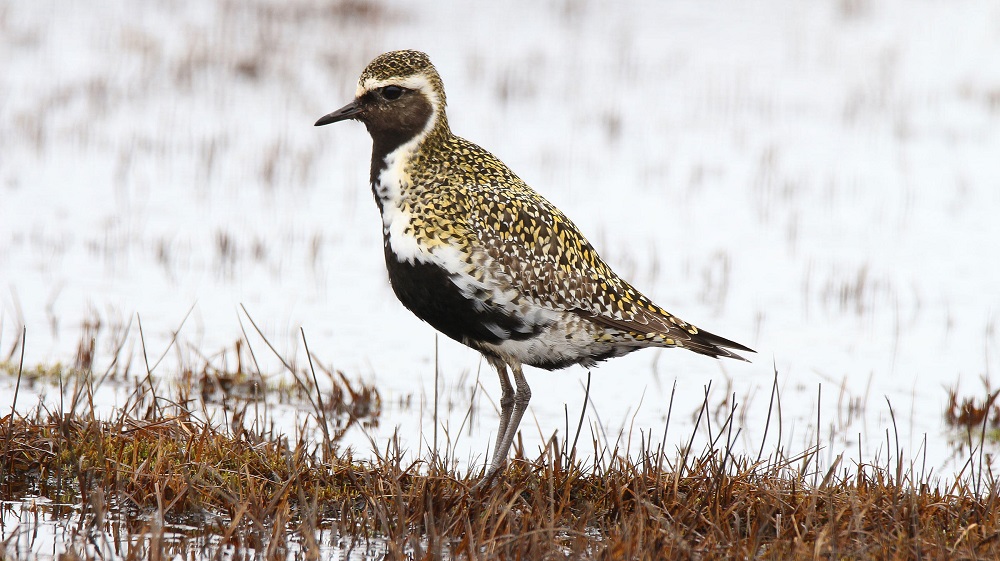 Bird-trapping season for Golden Plovers and Song Thrushes opens ...