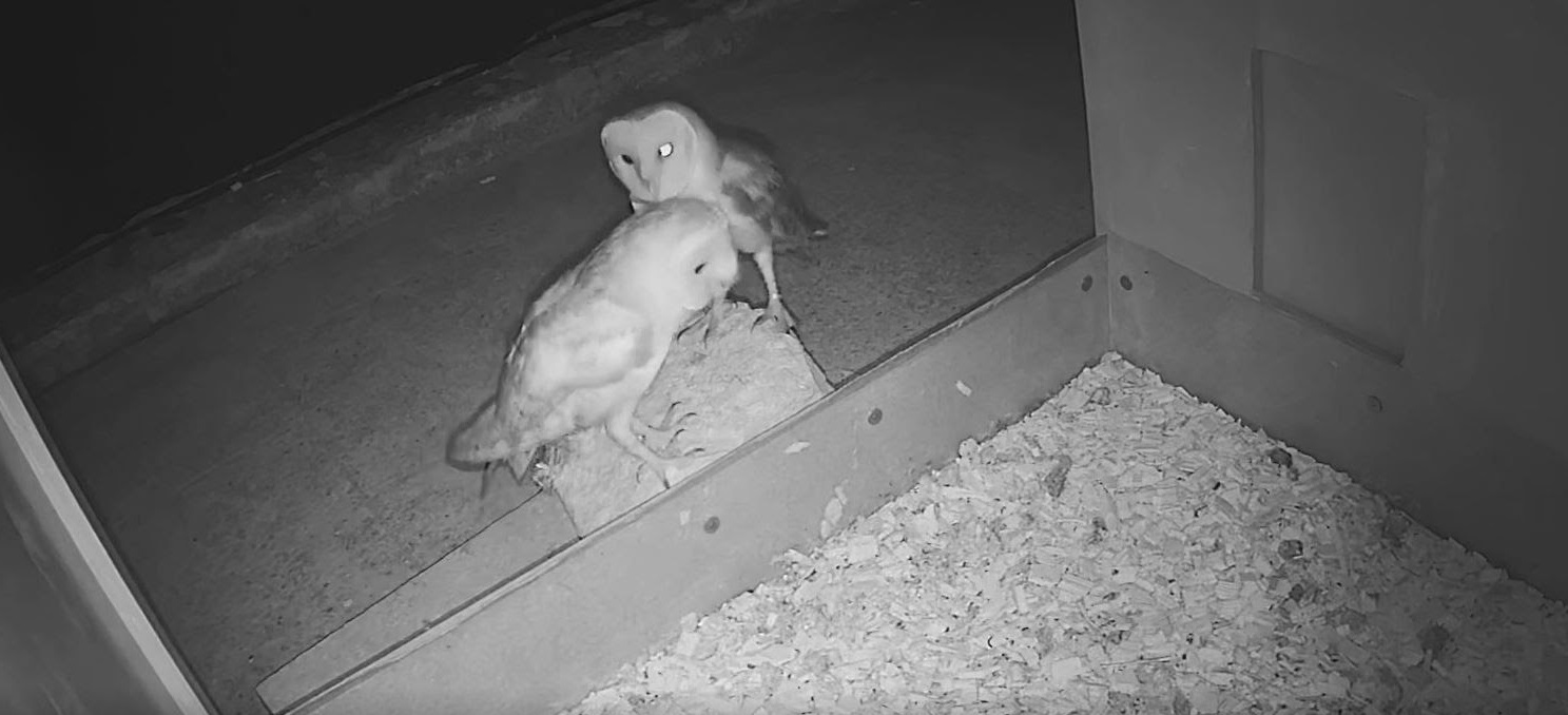 FKNK releases 5 barn owlets in the Buskett area - TVMnews.mt