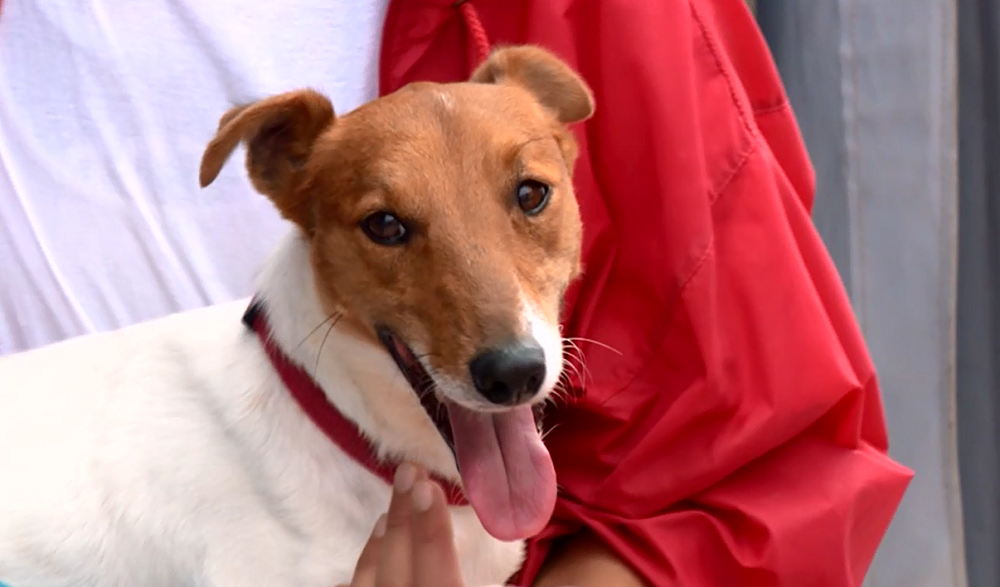 When Should Puppies Be Chipped