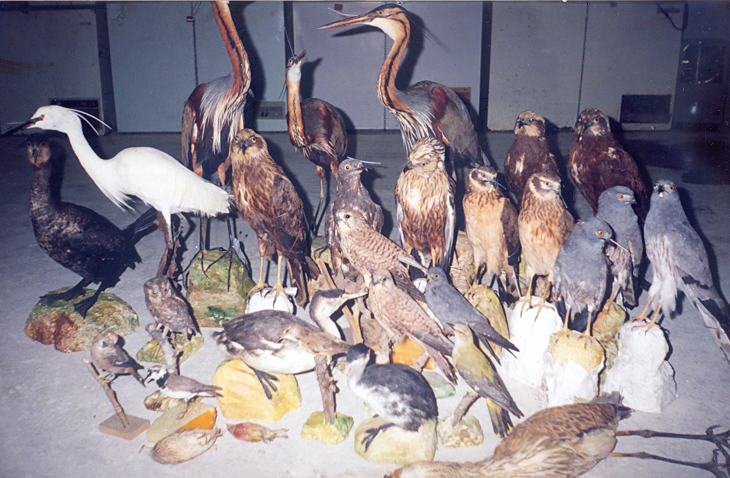 BirdLife Malta appeals for resumption of the auditing process of ...
