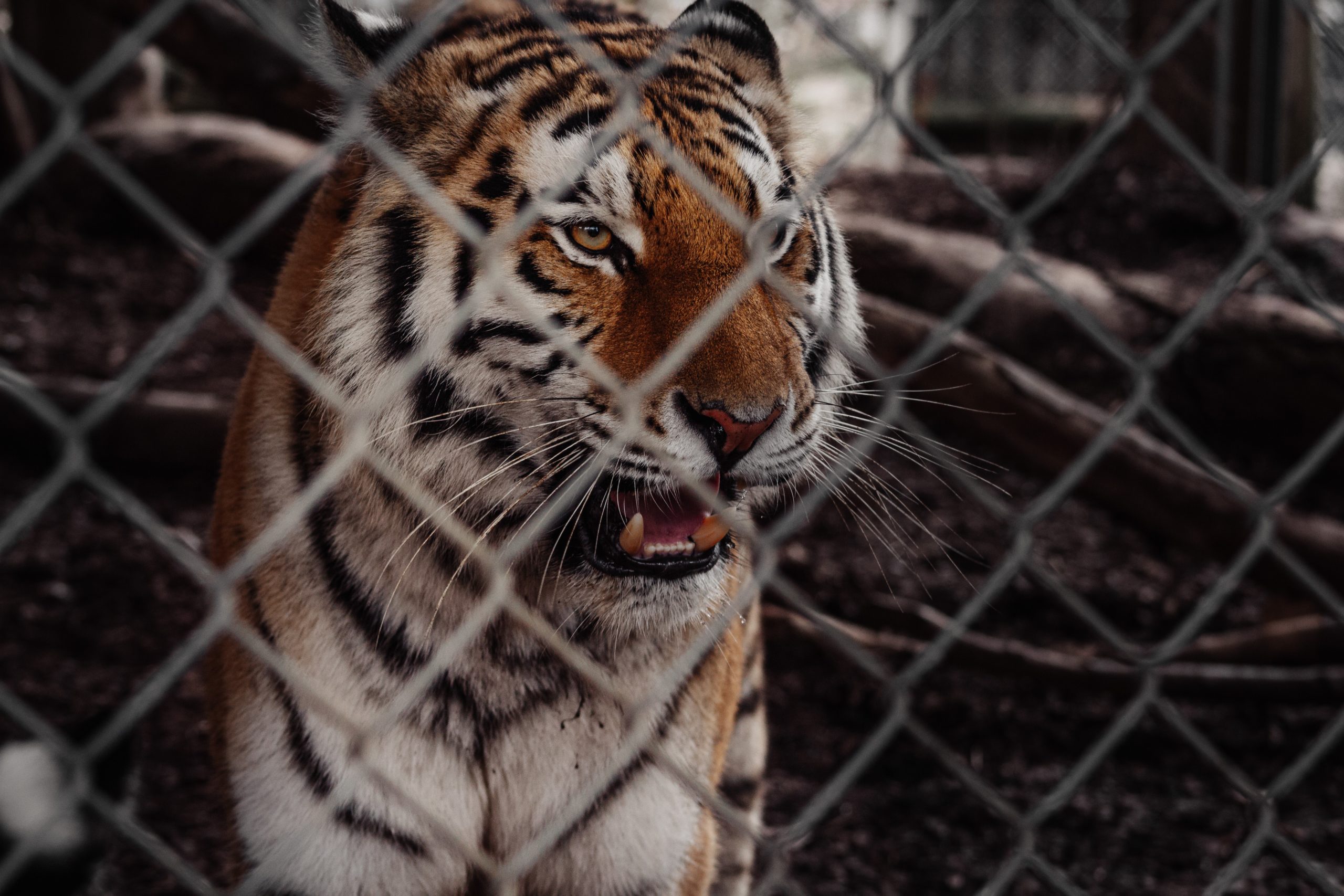 Watch: "An animal in a cage breaks my heart"...."Animals' place is in ...