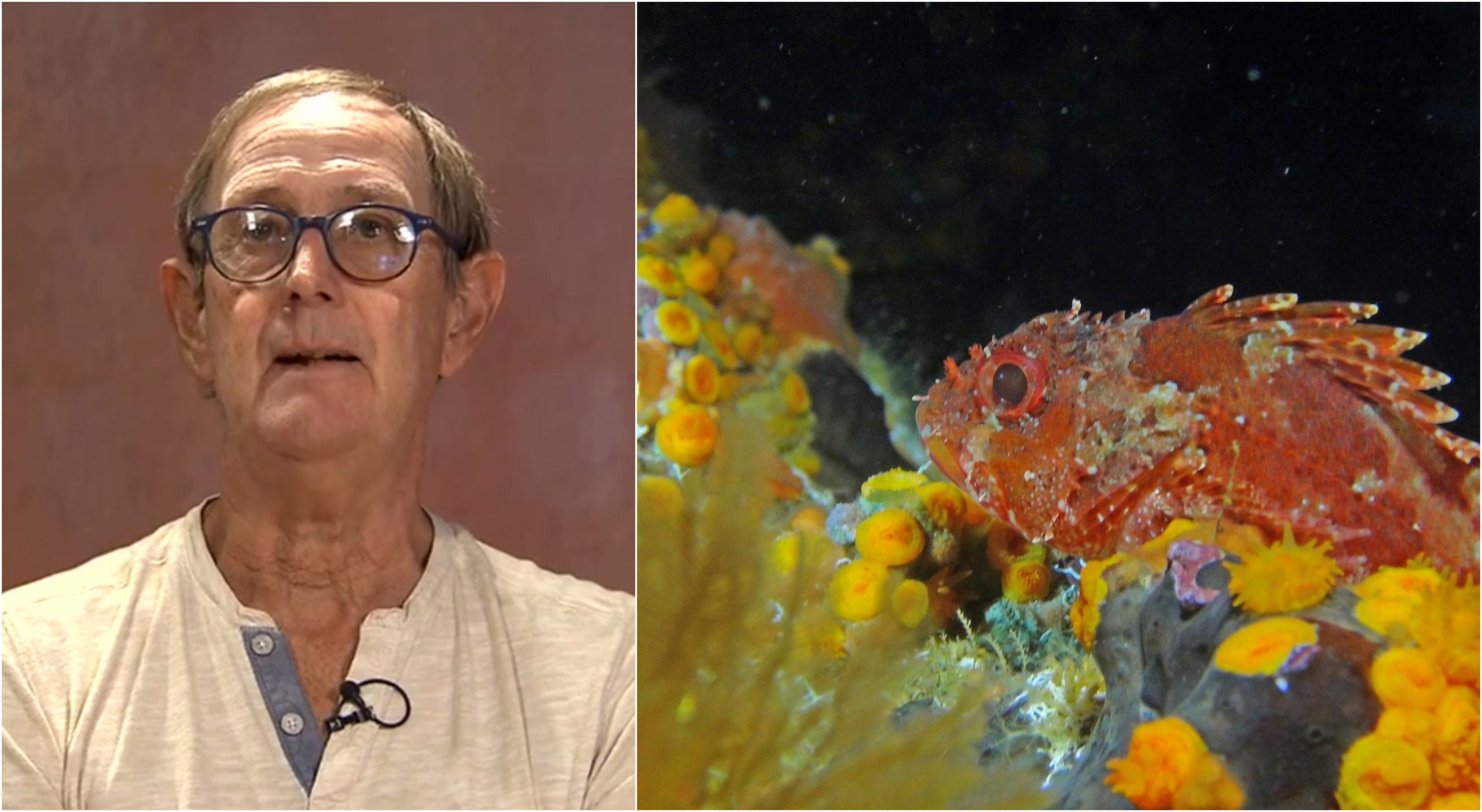 Professional diver documents the beauty of Gozo's seabed - TVMnews.mt