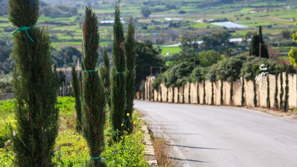 Infrastructure Malta planted 22,000 trees in 2021 - TVMnews.mt